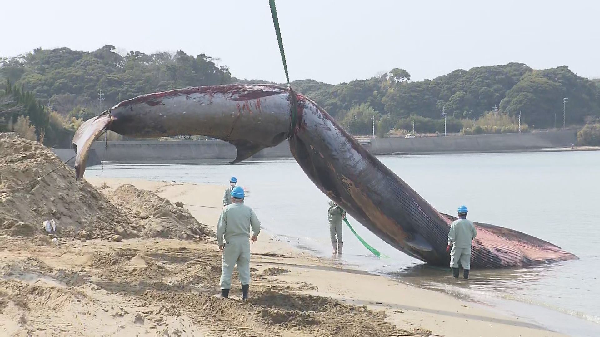 クジラ持ち上げられる…打ち上げられたクジラの埋設作業再開 山口県長門市 | TBS NEWS DIG